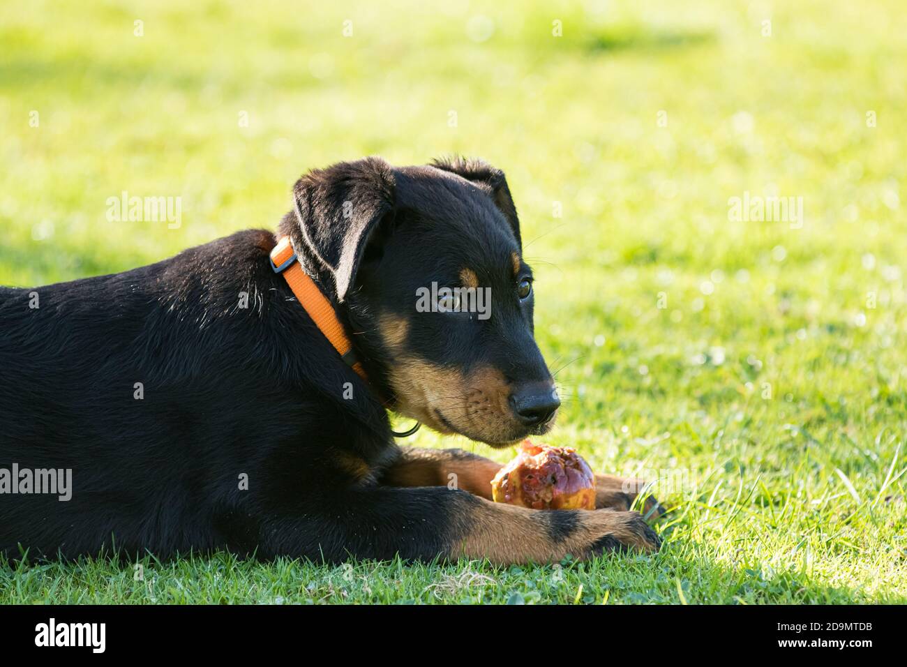 adorable young Beauce shepherd dog lying in the green grass and eating ...