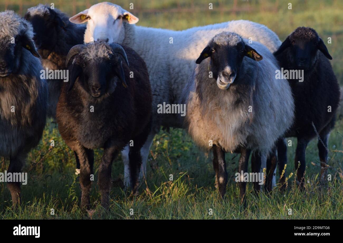 a Group of different Sheep Stock Photo - Alamy