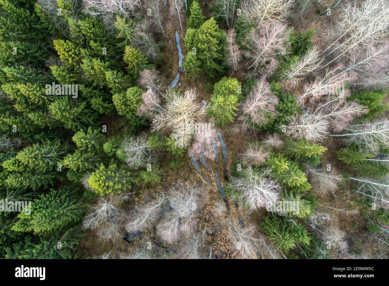 Aerial shot of birch and spruce trees Stock Photo - Alamy
