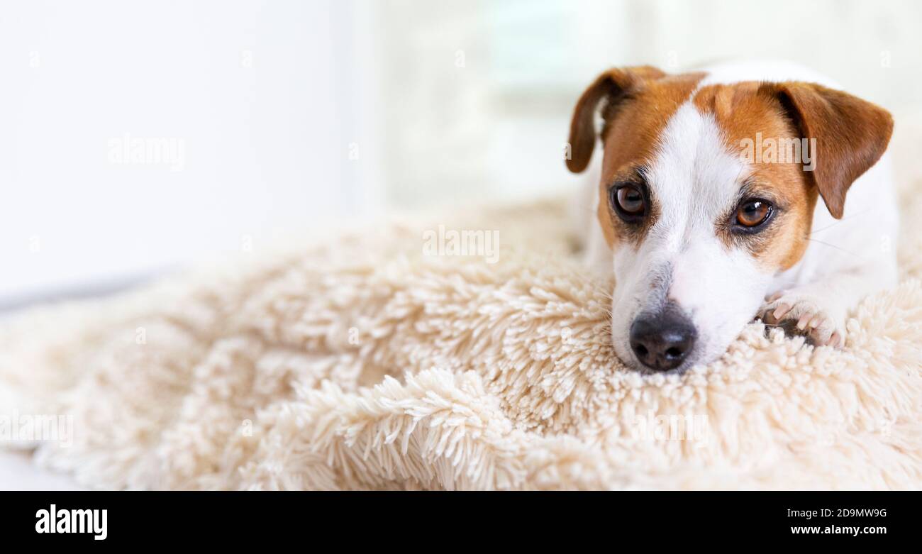 A beautiful dog Jack Russell Terrier lies on the floor on a fluffy ...