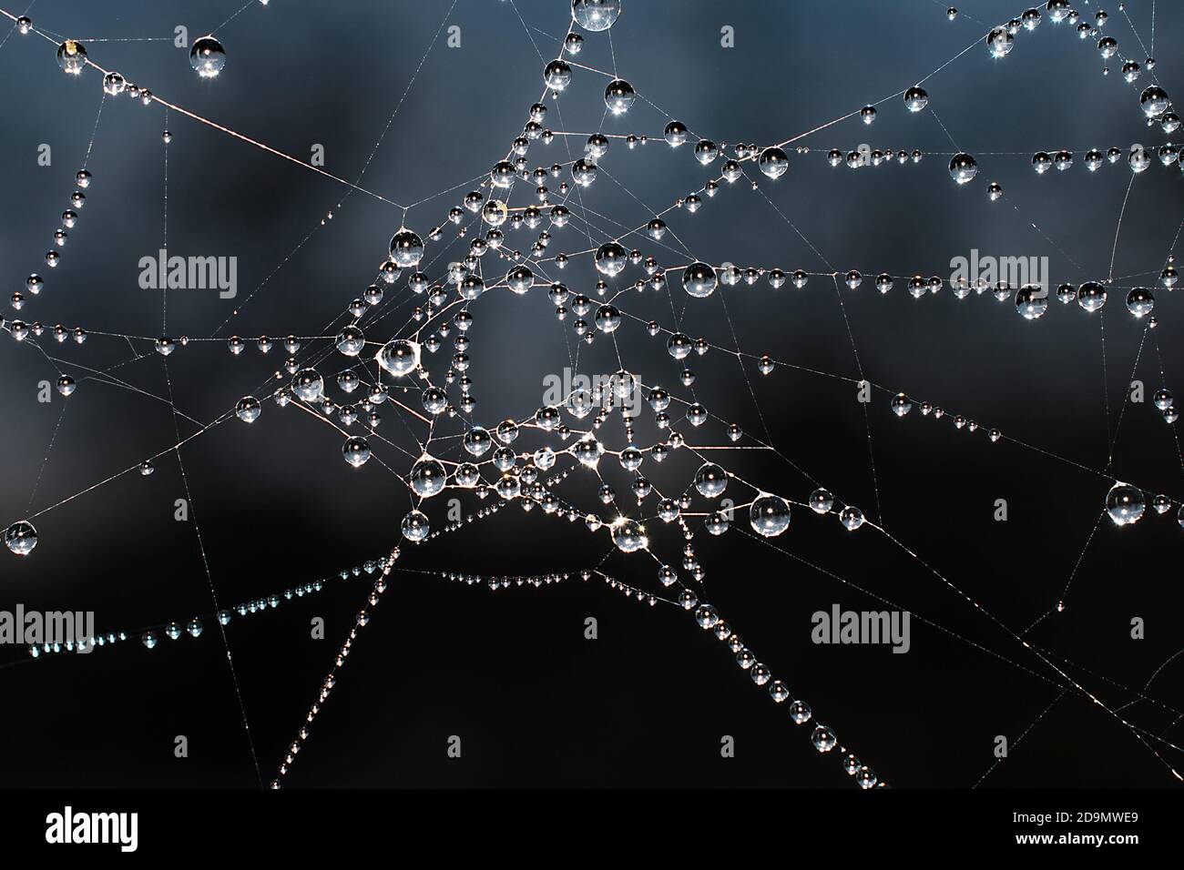 A misty morning spider web with dew drops like glistening morning ...