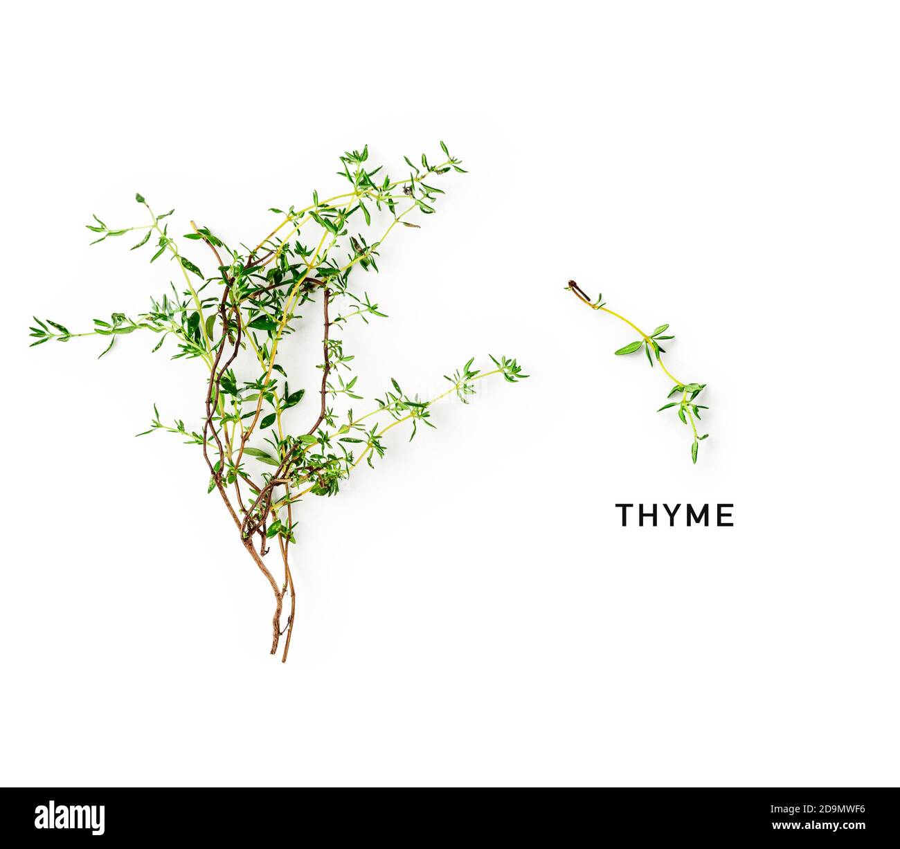 Thyme leaves creative layout isolated on white background. Top view ...