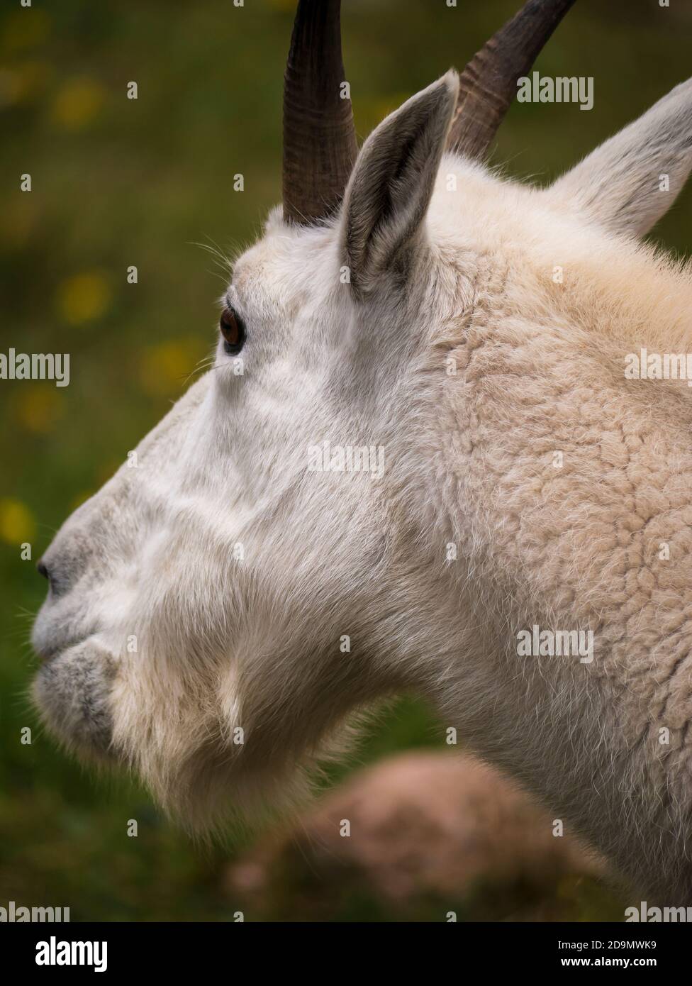 Mountain goat, Twin Lakes Trail, Chicago Basin, Weminuche Wilderness ...