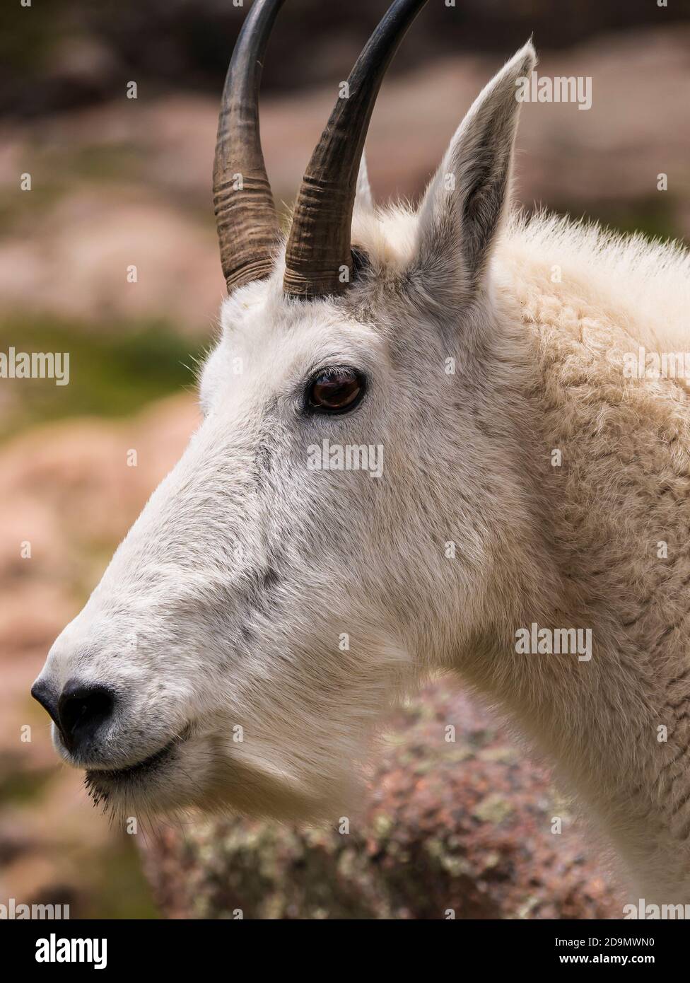 Mountain goat, Twin Lakes Trail, Chicago Basin, Weminuche Wilderness ...