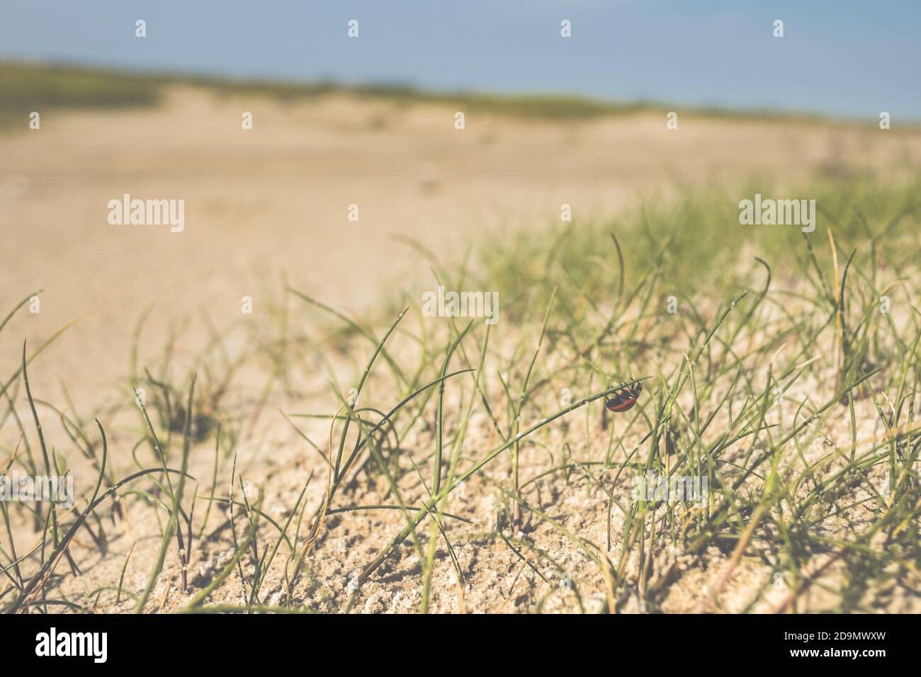 Grass and mud hi-res stock photography and images - Alamy