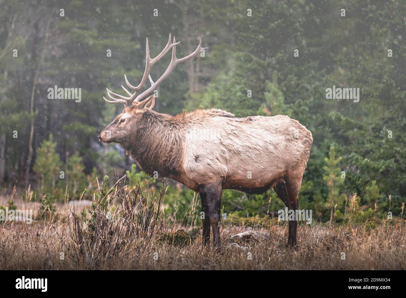 Portrait of a large bull elk (Cervus canadensis) in the Rocky Mountains ...