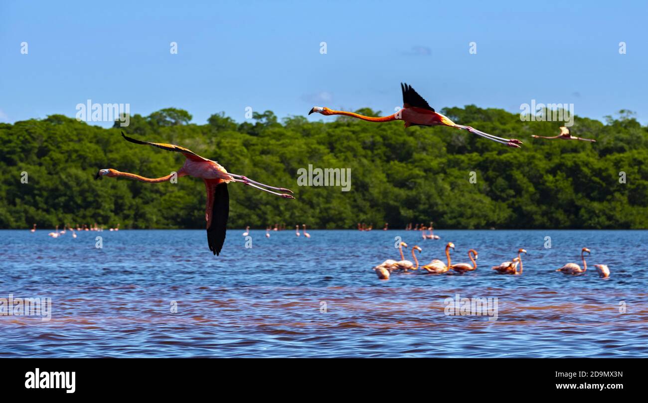 Celestun Mexico High Resolution Stock Photography and Images - Alamy
