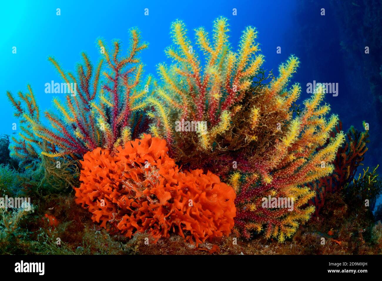 Color-changing gorgobia, Paramuricea clavata and elk antlers bog ...
