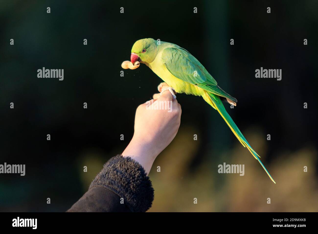 Ring necked parakeet feeding from person hi-res stock photography and ...