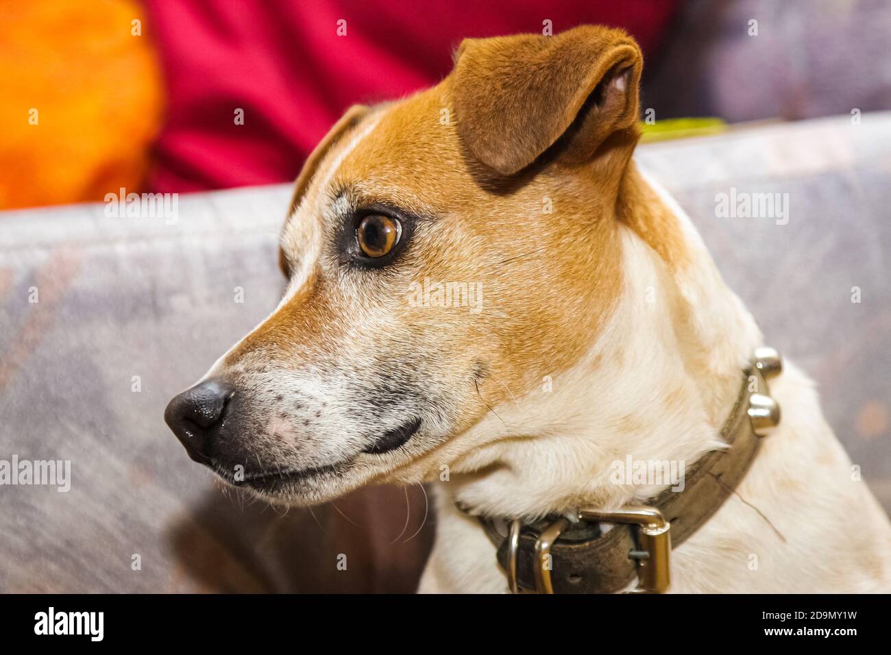 Closeup shot of a cute Jack Russell Terrier dog on a couch Stock Photo ...