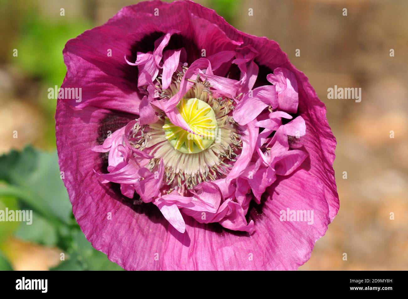 Double bloom hi-res stock photography and images - Alamy