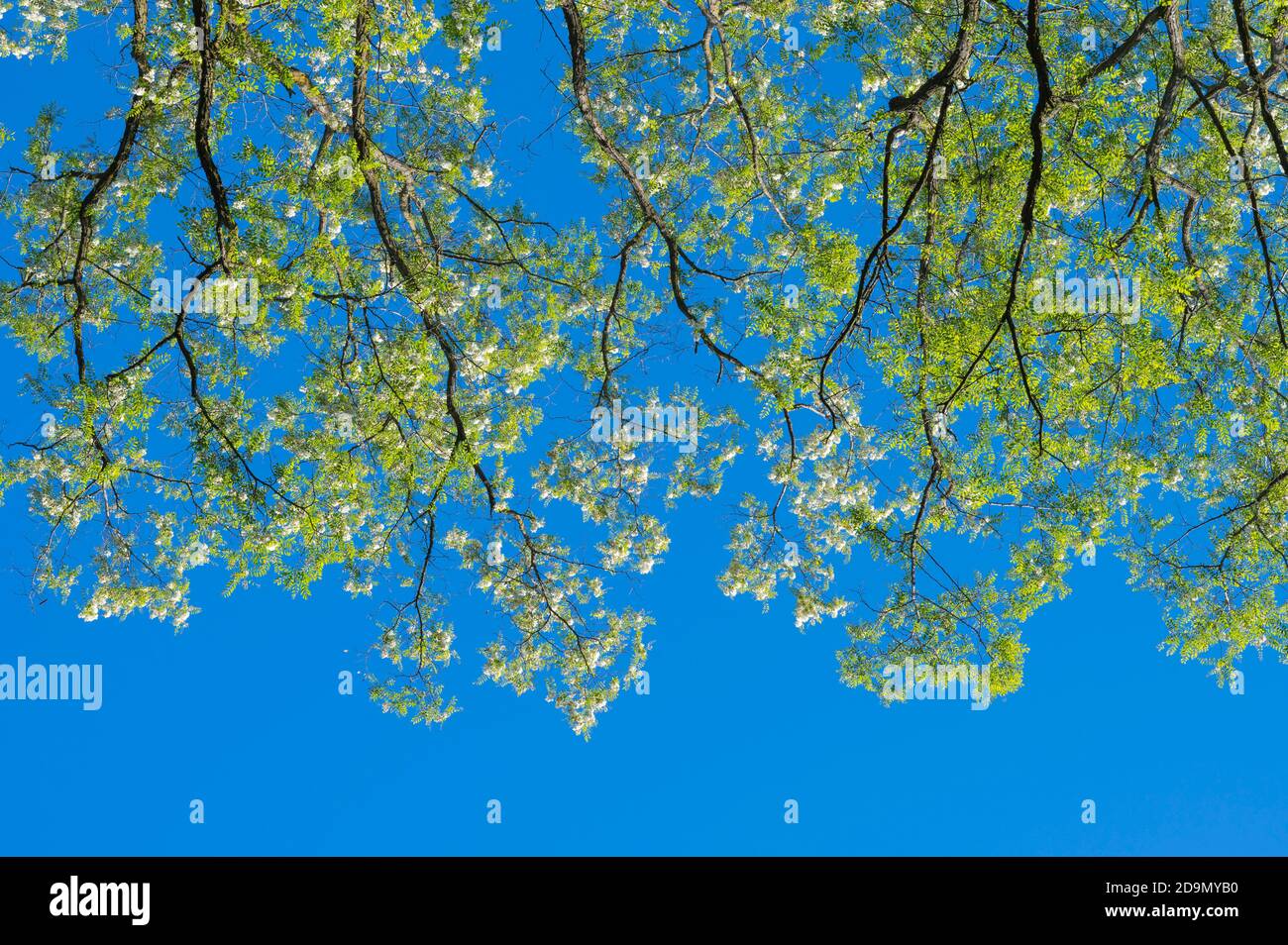 Acacia, Acacieae, blossom, sky, spring Stock Photo - Alamy