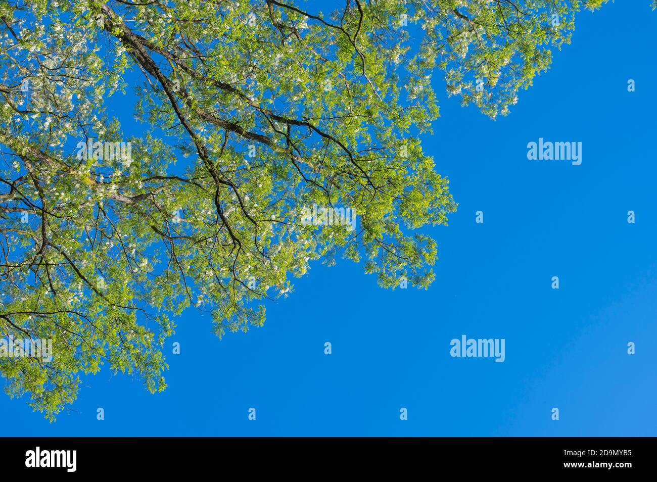 Acacieae hi-res stock photography and images - Alamy