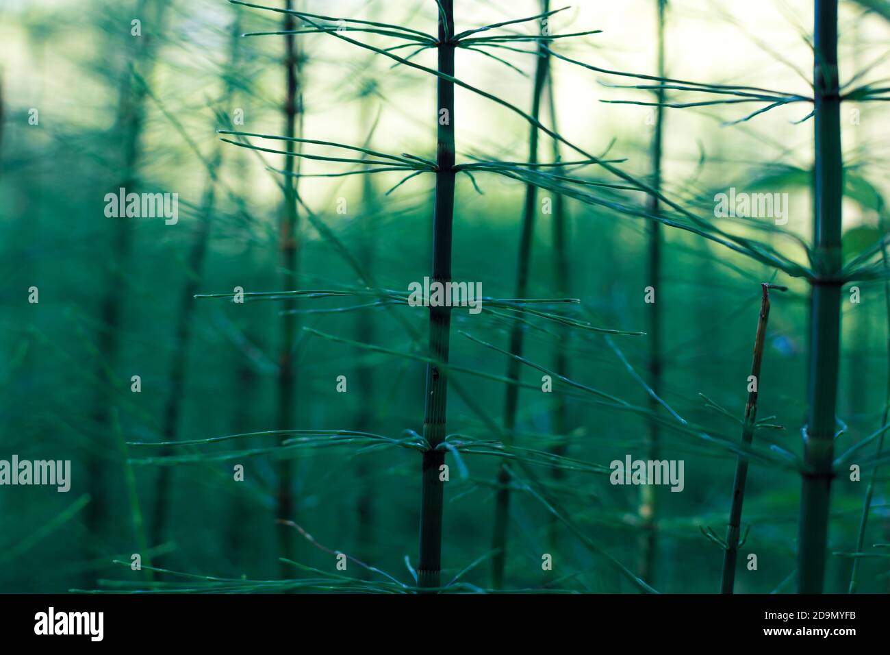 horsetail grows in a swamp, ancient primitive plant Stock Photo - Alamy