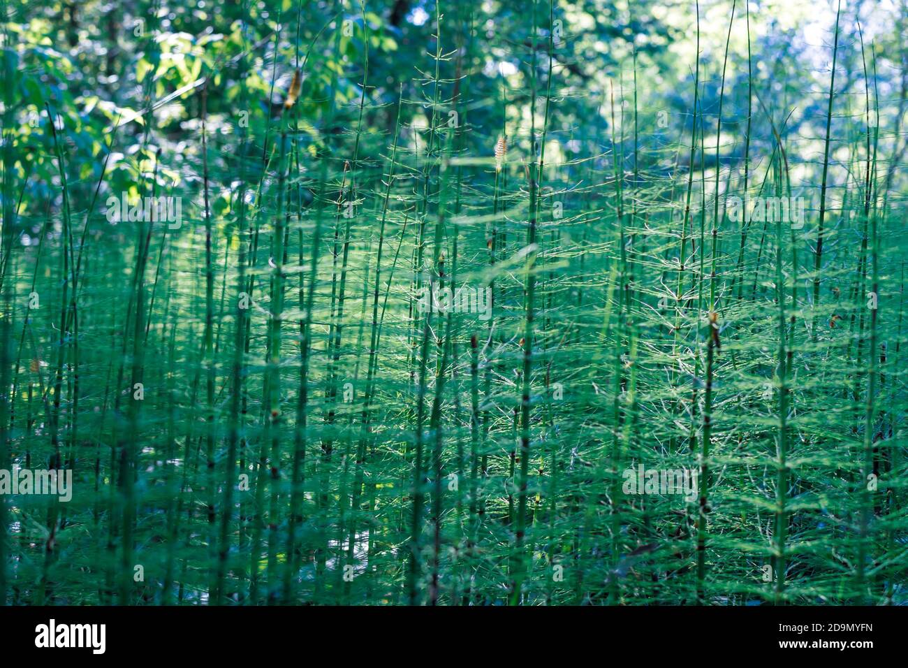 horsetail grows in a swamp, ancient primitive plant Stock Photo - Alamy
