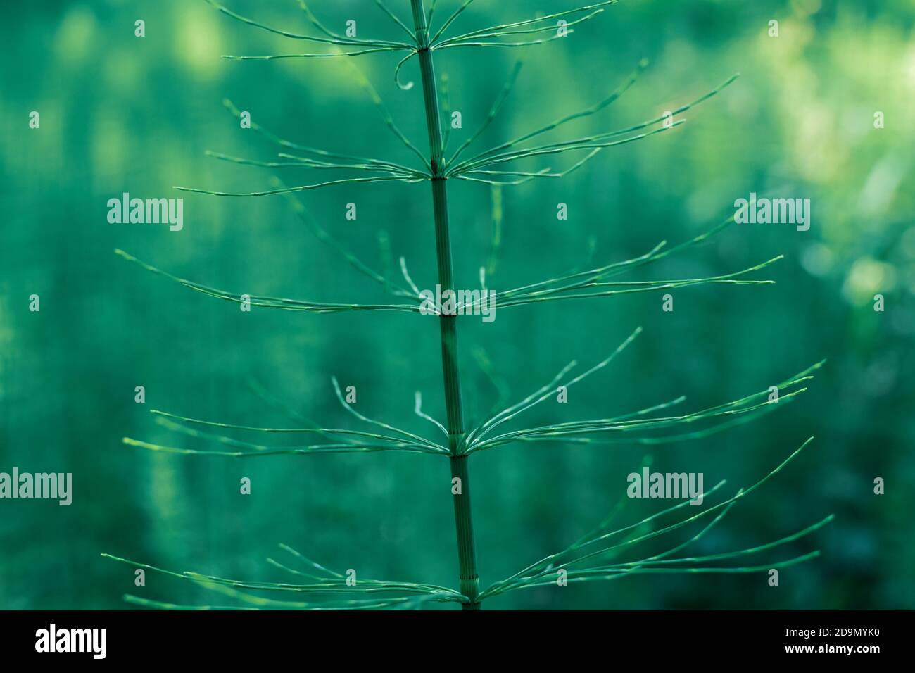 horsetail grows in a swamp, ancient primitive plant Stock Photo - Alamy