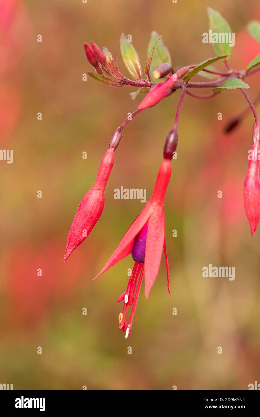 Hummingbird flower mite hi-res stock photography and images - Alamy