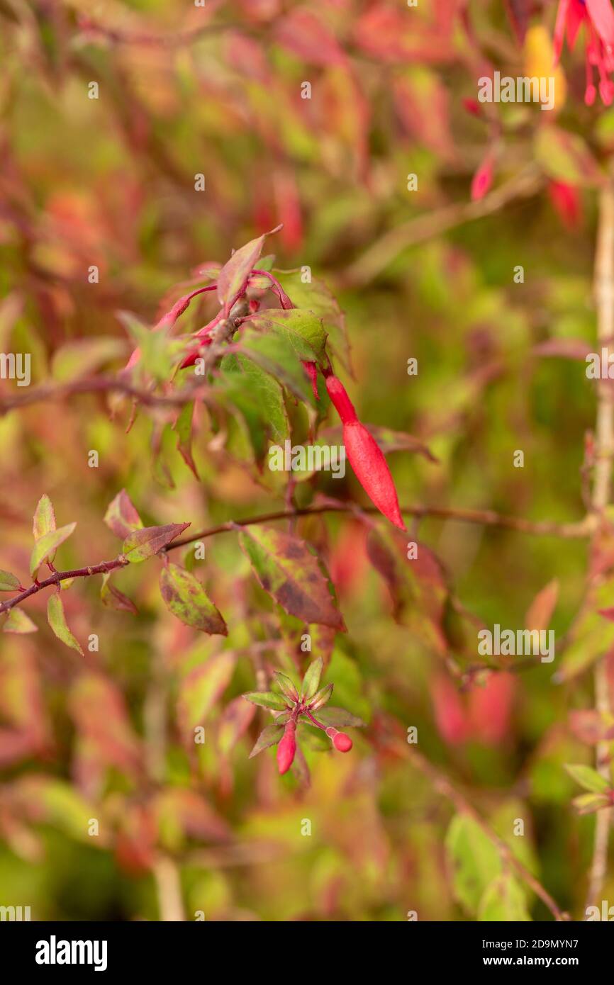 Hummingbird flower mite hi-res stock photography and images - Alamy