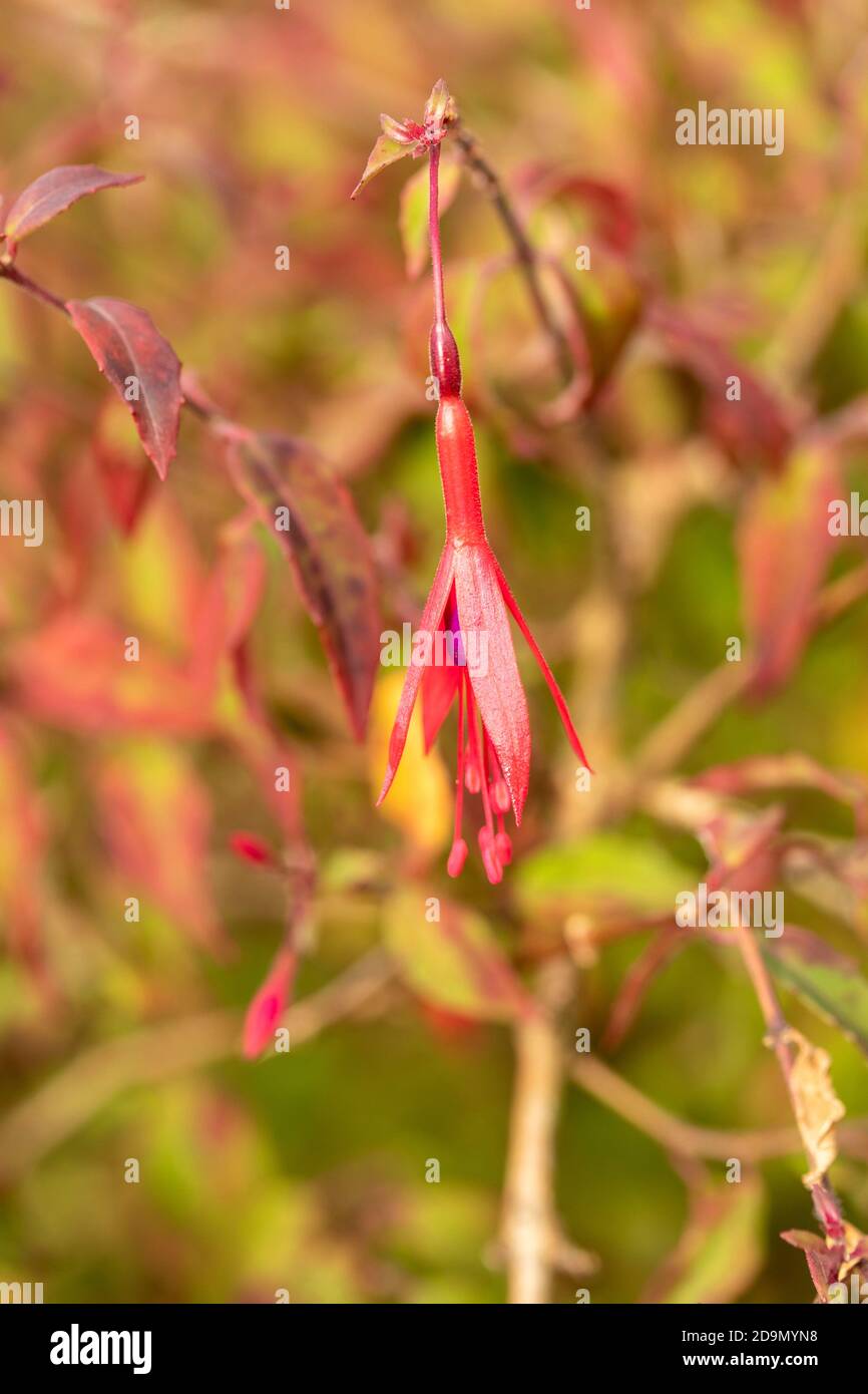 Hummingbird flower mite hi-res stock photography and images - Alamy
