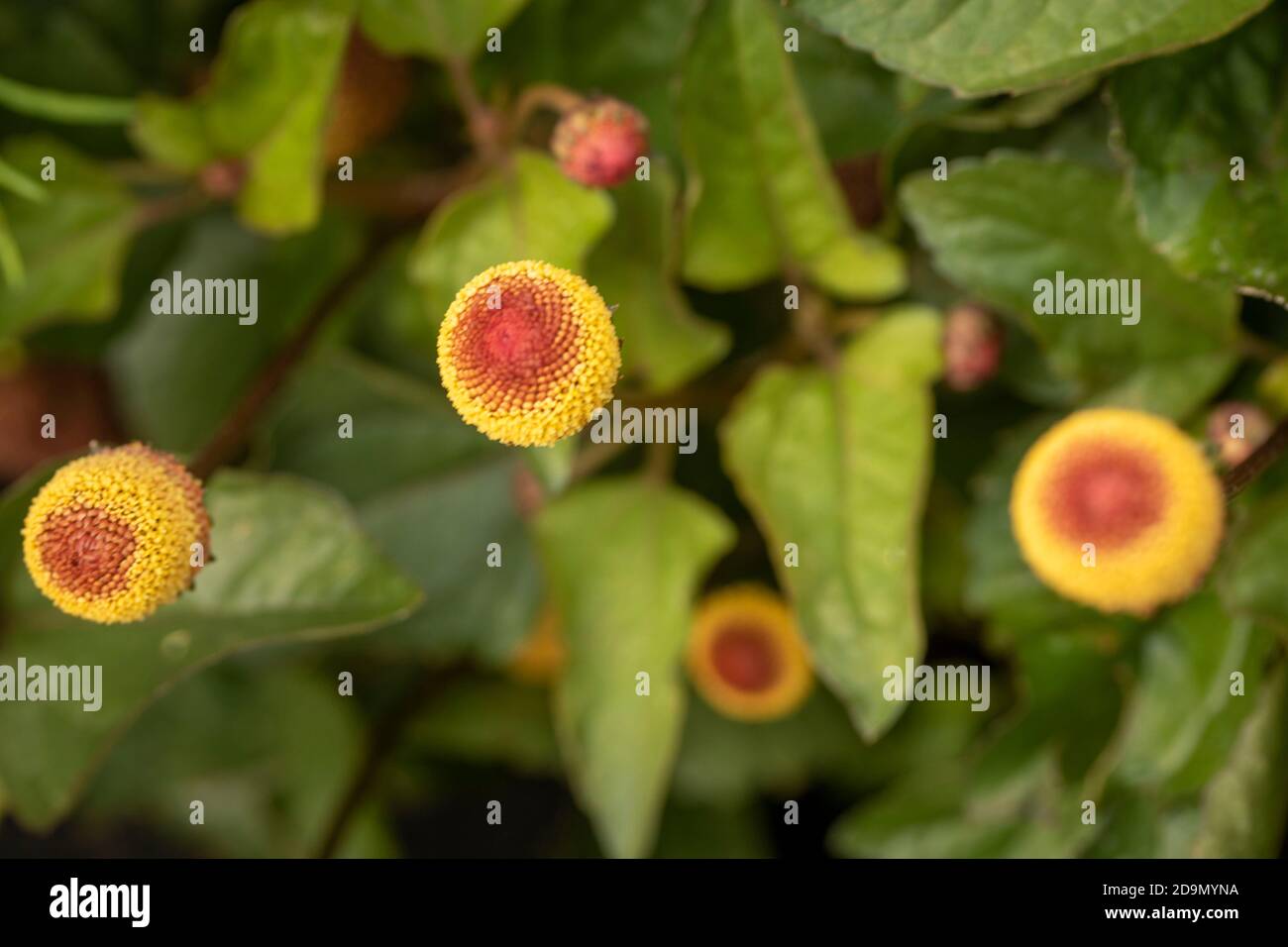 Paracress (Para Cress), Acmella oleracea, close-up button flowers and ...