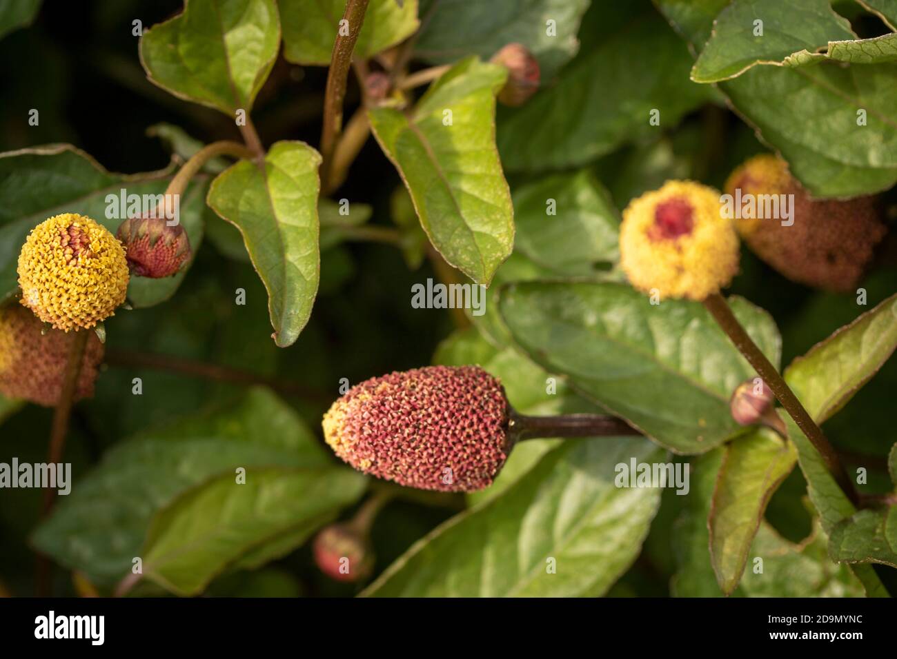 Paracress (Para Cress), Acmella oleracea, close-up button flowers and ...