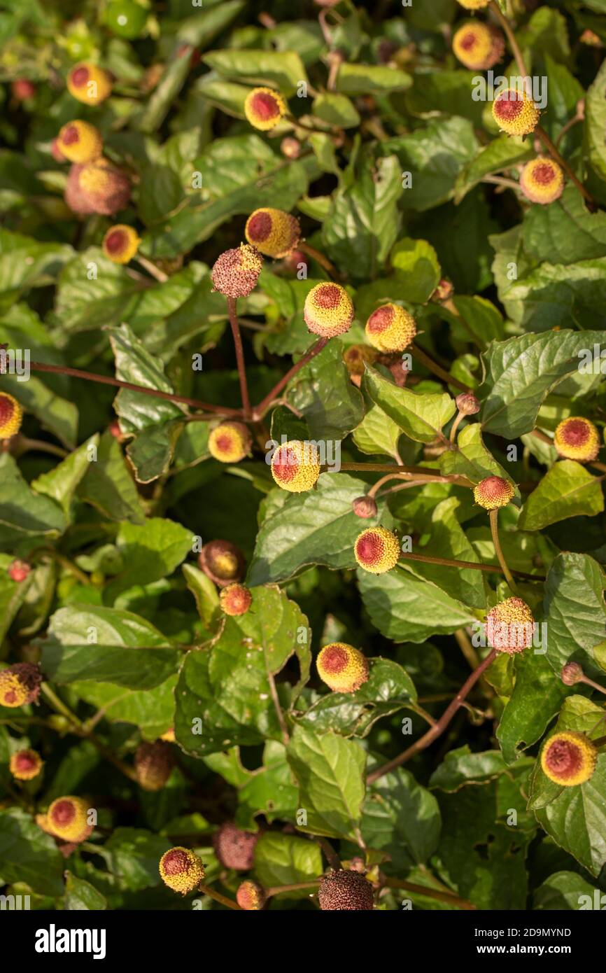 Paracress (Para Cress), Acmella oleracea, close-up button flowers and ...
