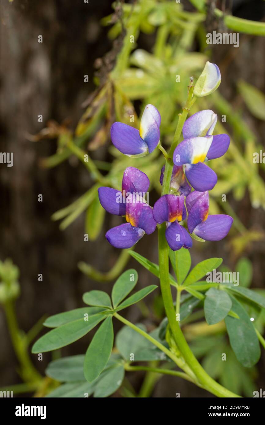 Tarwi Lupinus muabilis architectural flowers, natural food plant ...