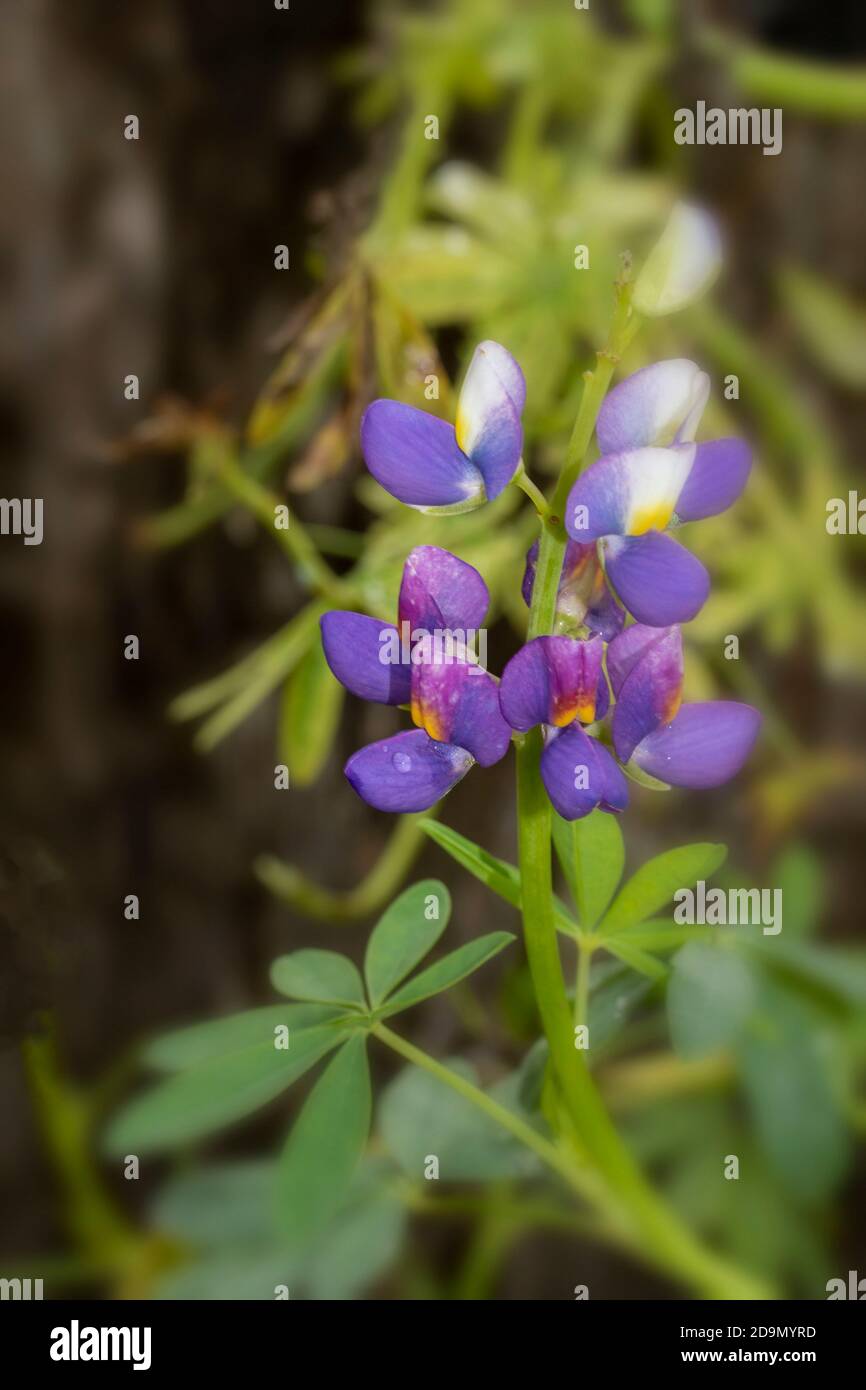 Tarwi Lupinus muabilis architectural flowers, natural food plant ...