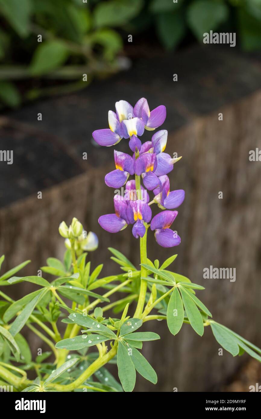 Tarwi Lupinus muabilis architectural flowers, natural food plant ...