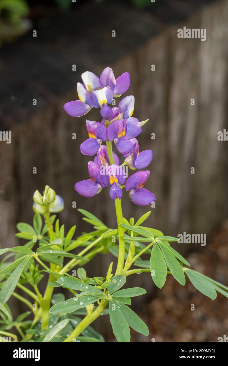 Tarwi Lupinus muabilis architectural flowers, natural food plant ...