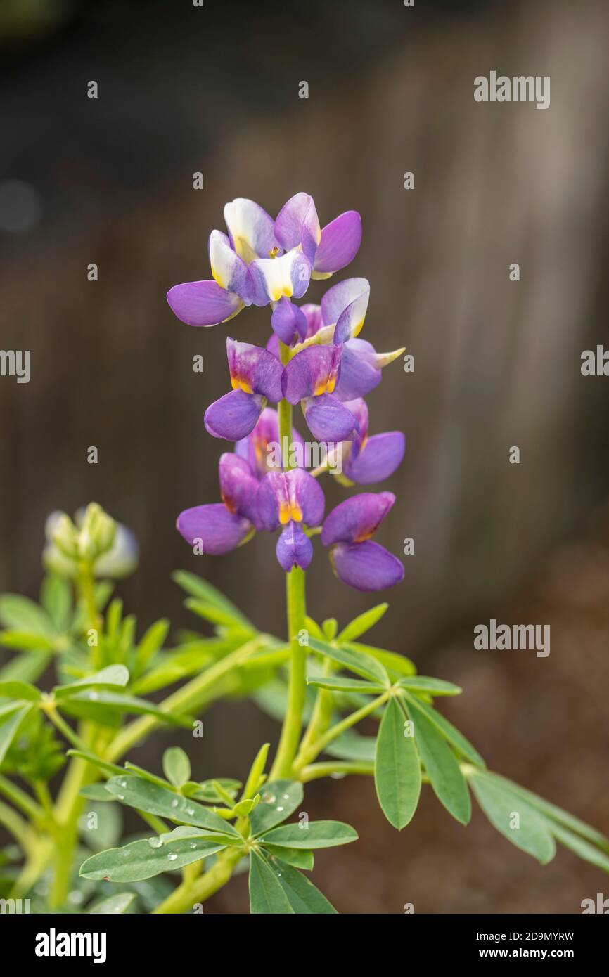 Tarwi Lupinus muabilis architectural flowers, natural food plant ...