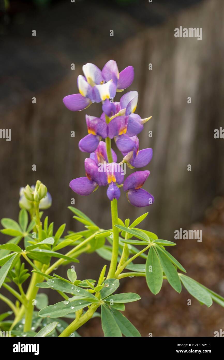 Lupinus mutabilis edible hi-res stock photography and images - Alamy