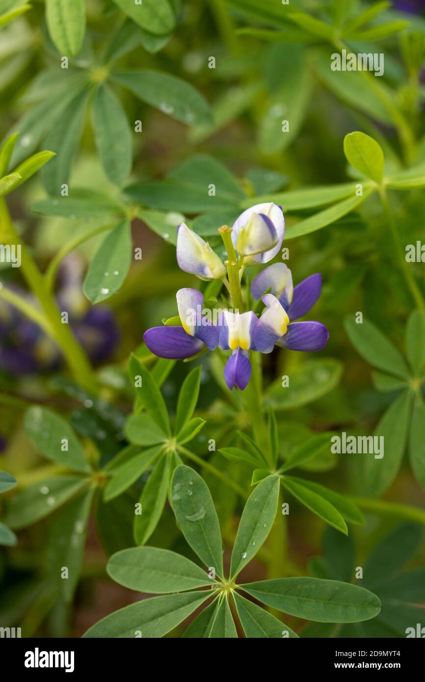 Lupinus mutabilis edible hi-res stock photography and images - Alamy