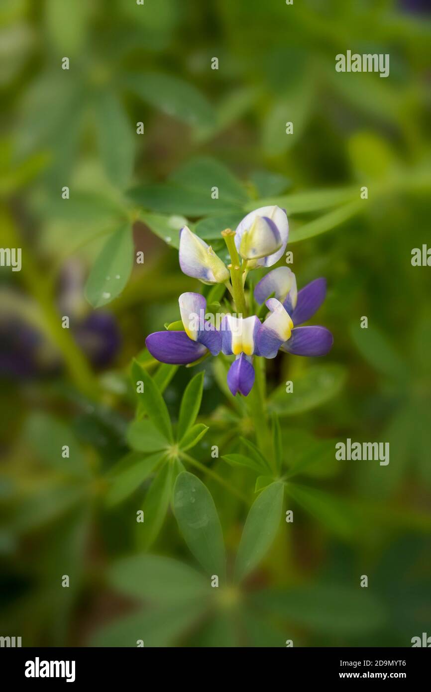 Tarwi Lupinus muabilis architectural flowers, natural food plant ...