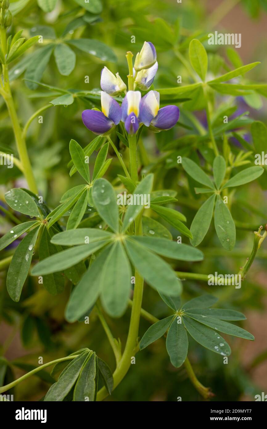 Tarwi Lupinus muabilis architectural flowers, natural food plant ...