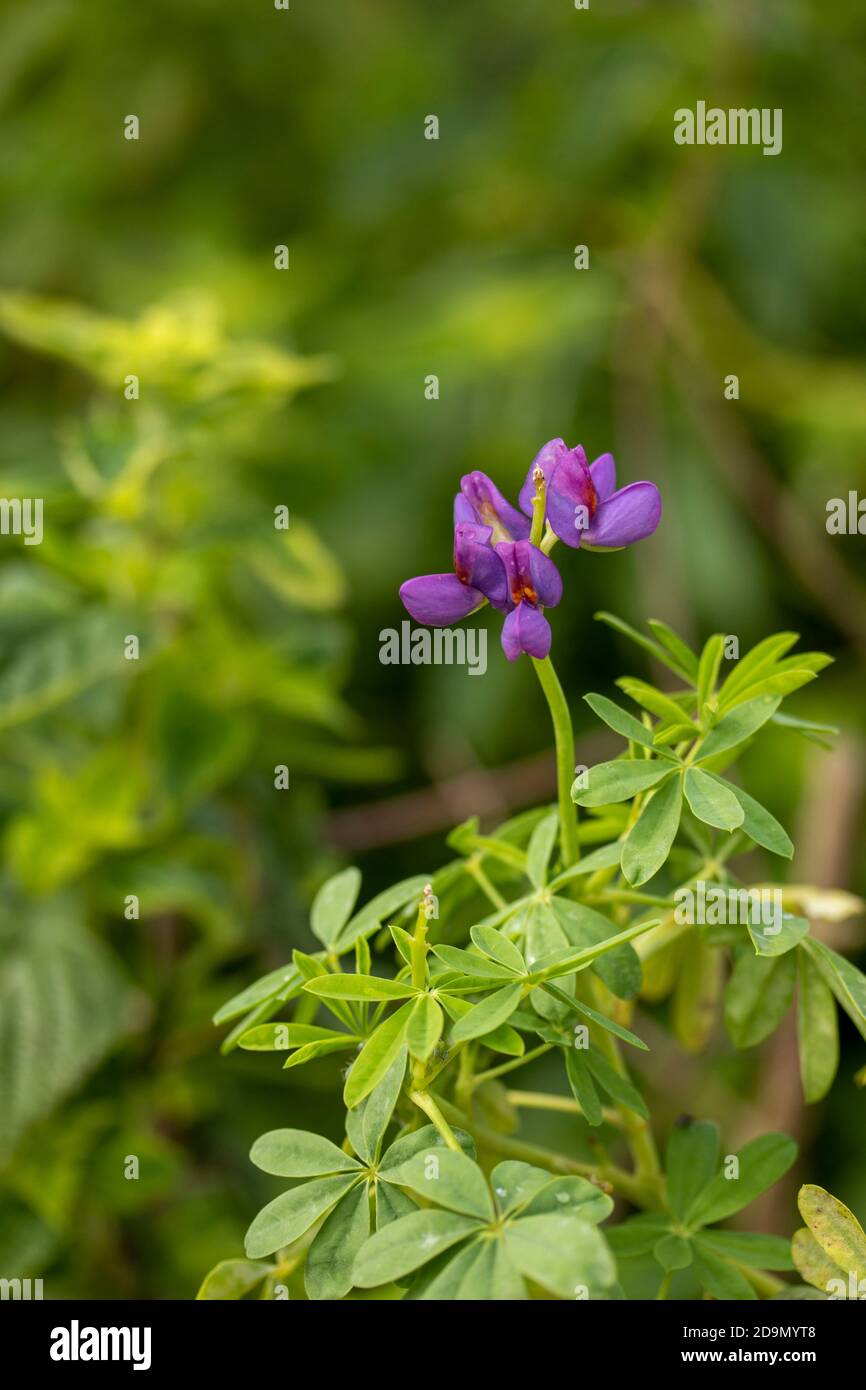 Tarwi Lupinus muabilis architectural flowers, natural food plant ...