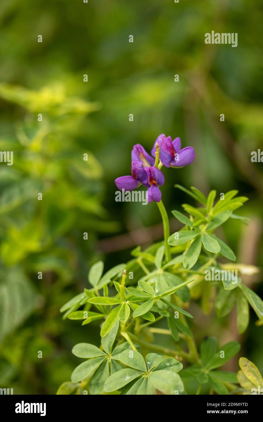 Tarwi Lupinus muabilis architectural flowers, natural food plant ...