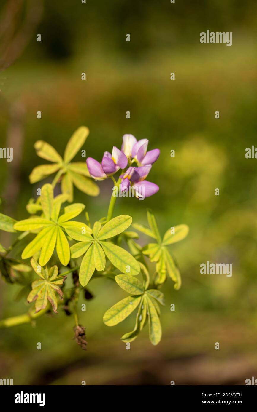 Tarwi Lupinus muabilis architectural flowers, natural food plant ...
