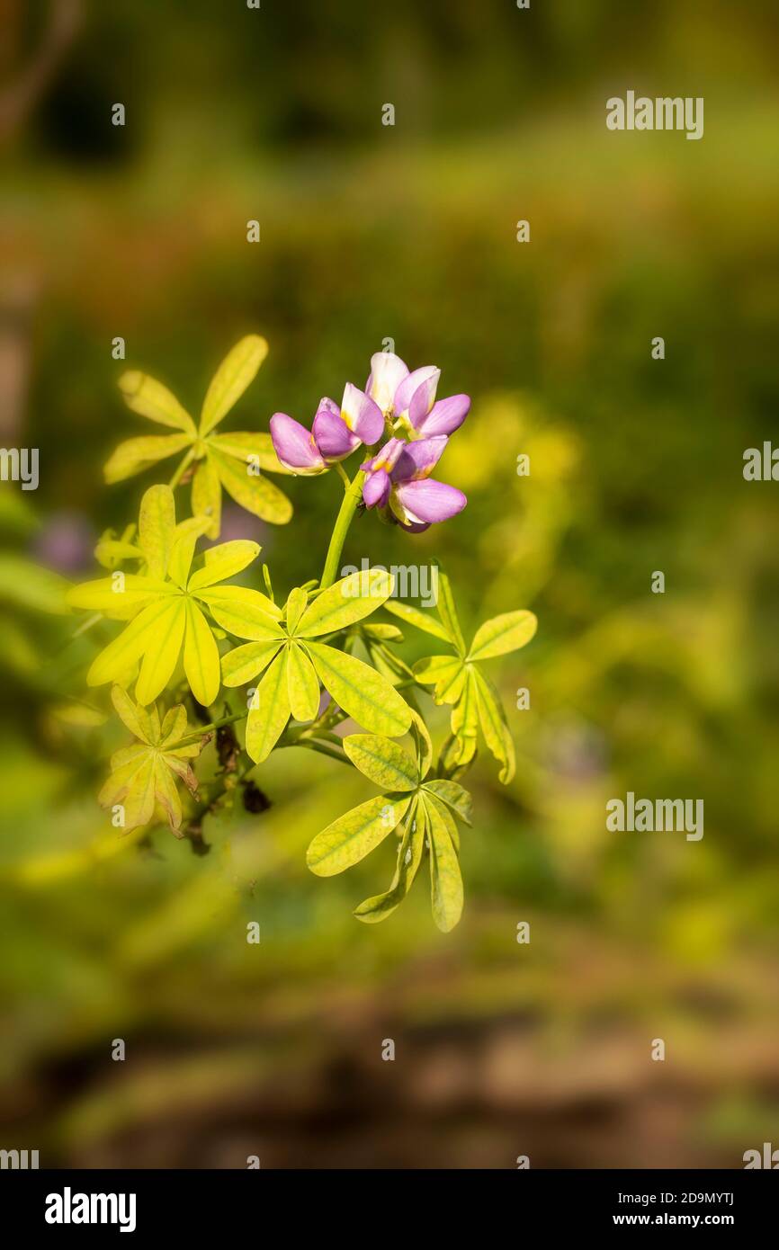 Tarwi Lupinus muabilis architectural flowers, natural food plant ...