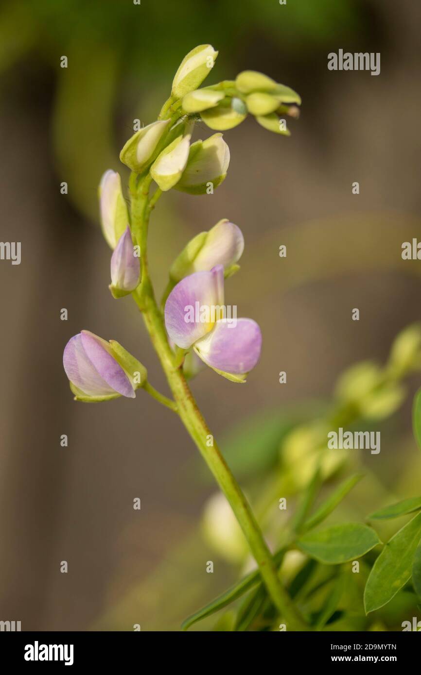 Lupinus mutabilis edible hi-res stock photography and images - Alamy