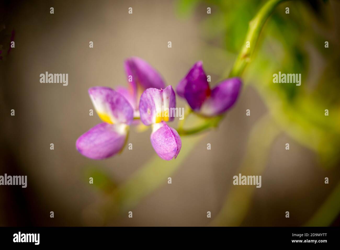 Lupinus mutabilis edible hi-res stock photography and images - Alamy