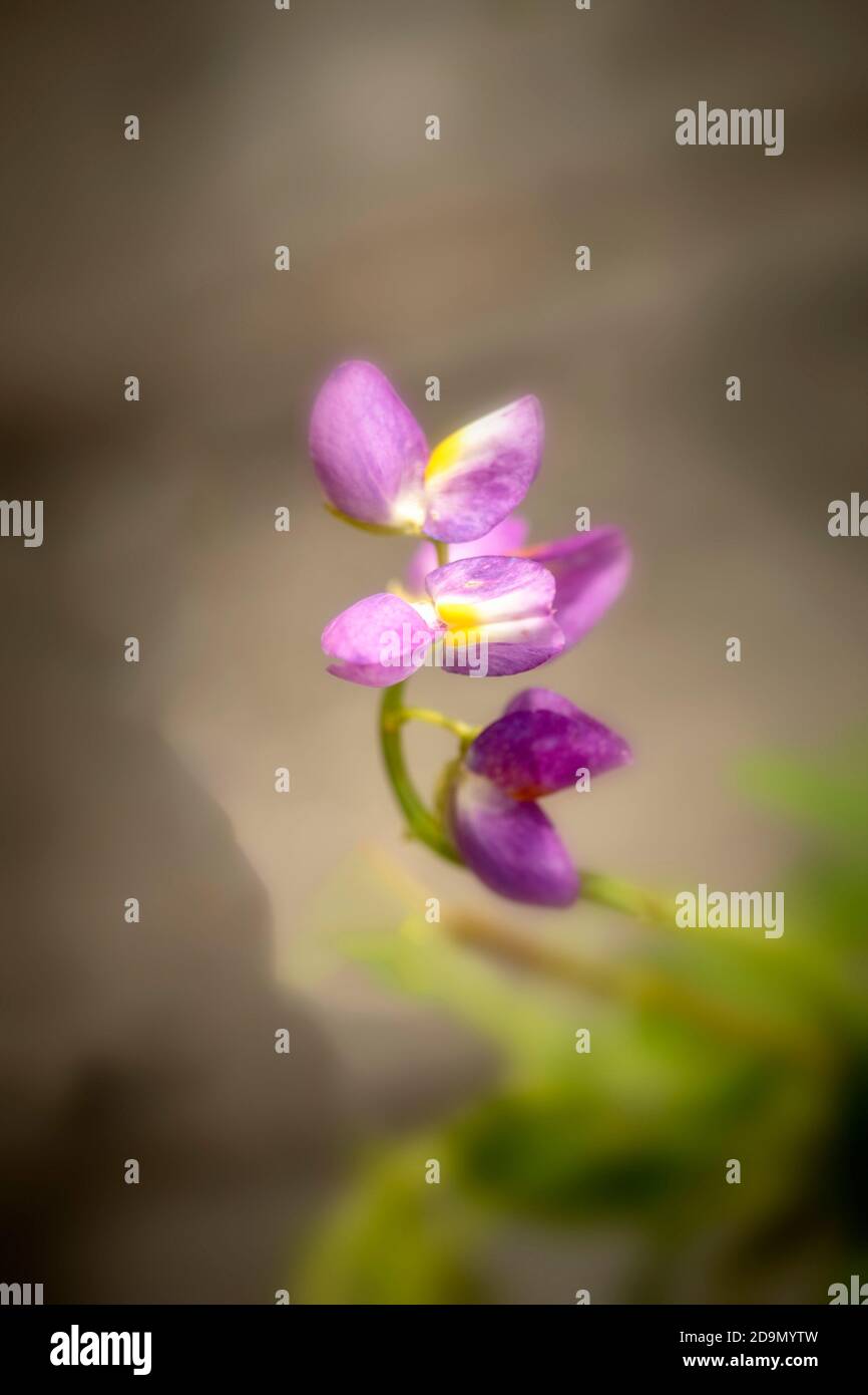 Lupinus mutabilis edible hi-res stock photography and images - Alamy