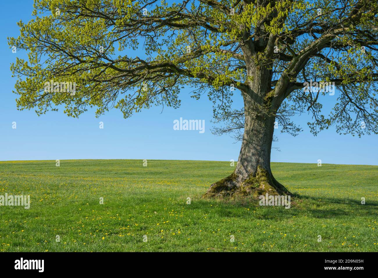 Oak tree meadow hi-res stock photography and images - Alamy