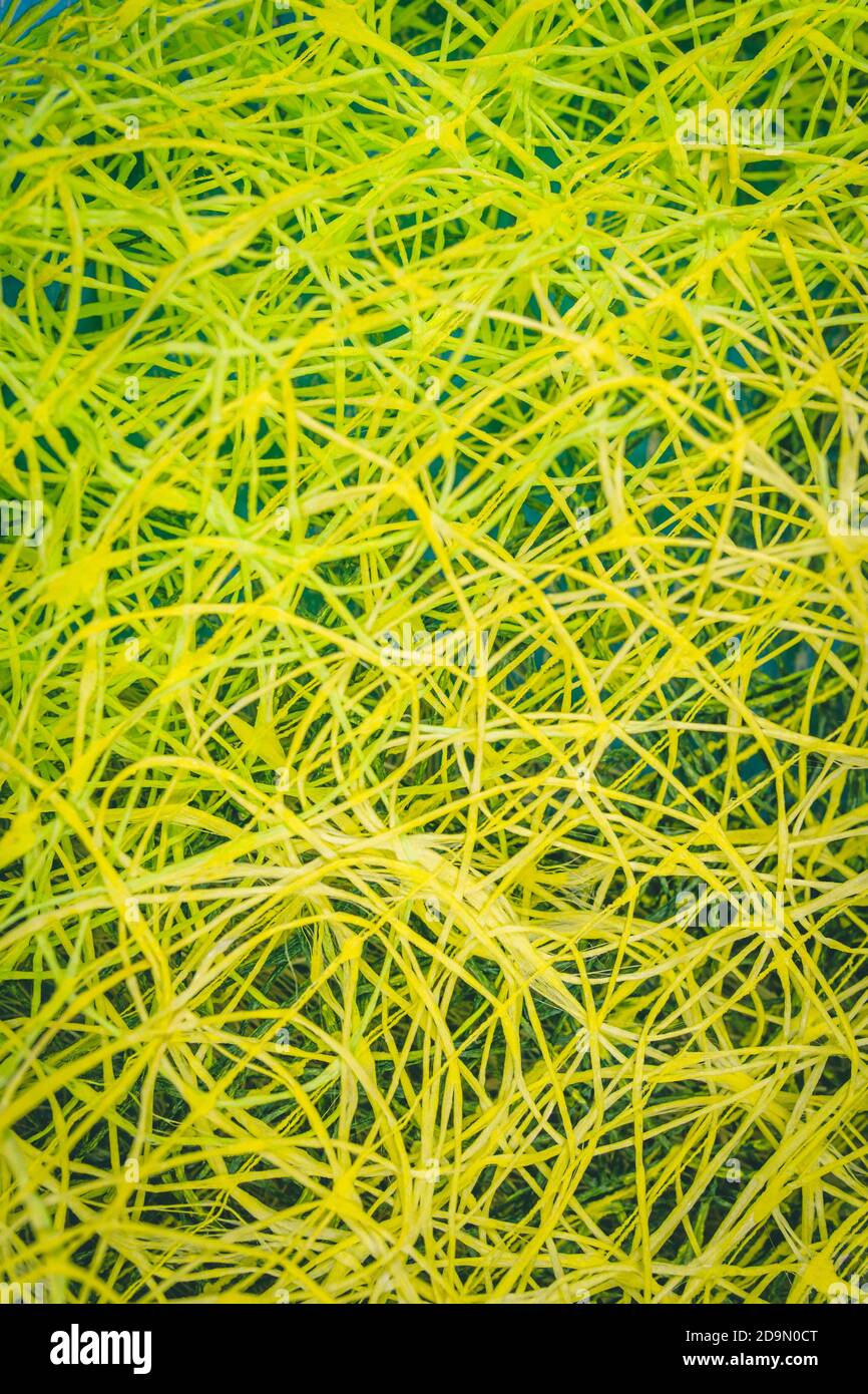 Abstract background of yellow threads on blue Stock Photo - Alamy