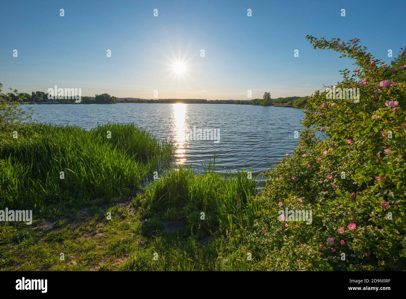 Lake, sunrise, spring, Langenselbold, Kinzigsee, Hesse, Germany Stock ...