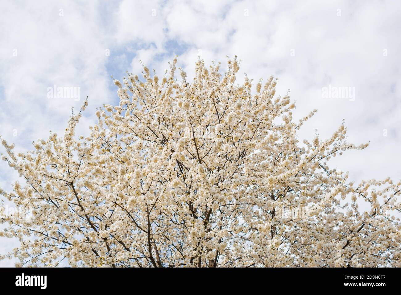 Flowering fruit tree in springtime, beautiful spring flower Stock Photo ...