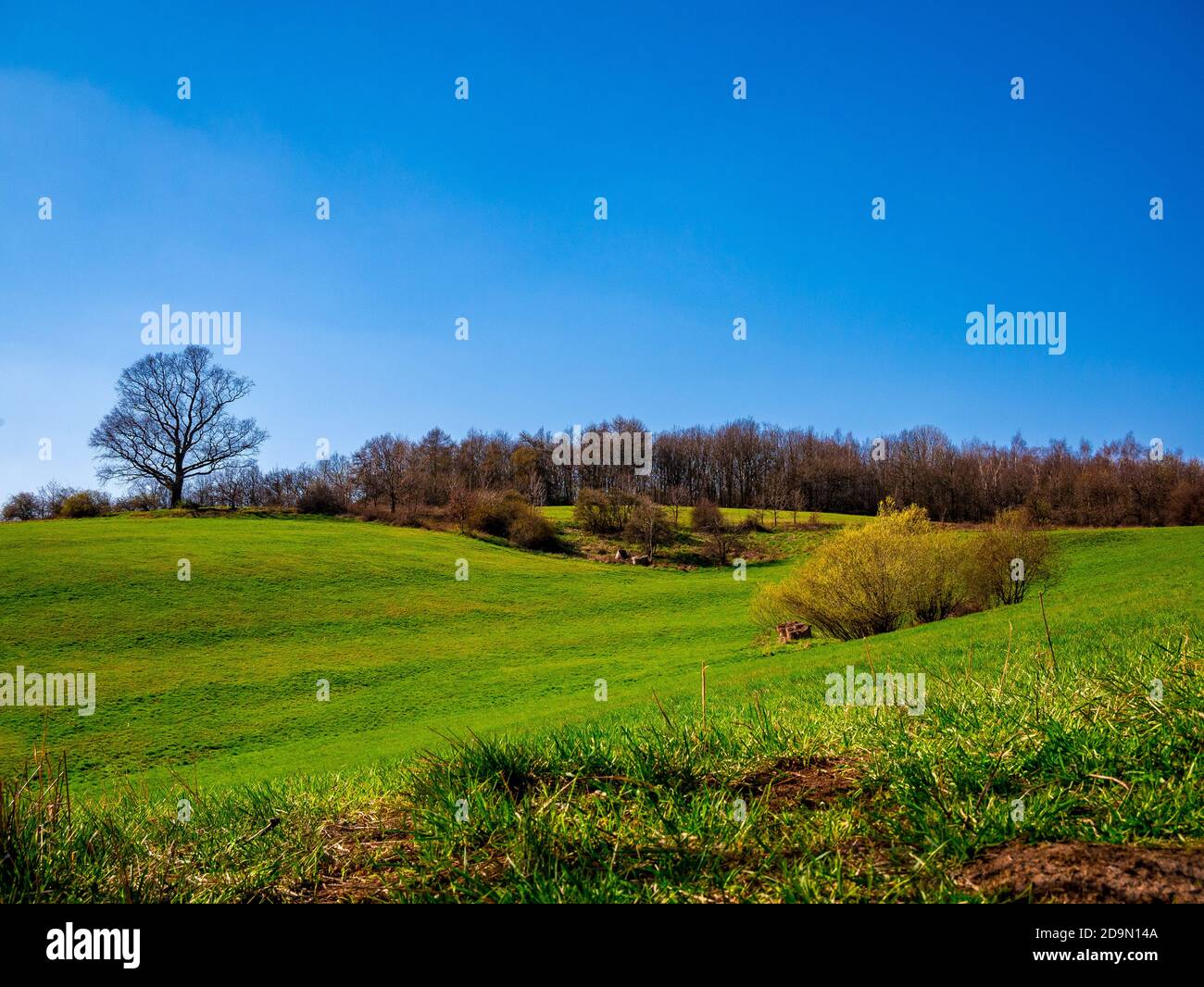Wavy landscape with meadows, forests and big old oak tree Stock Photo ...