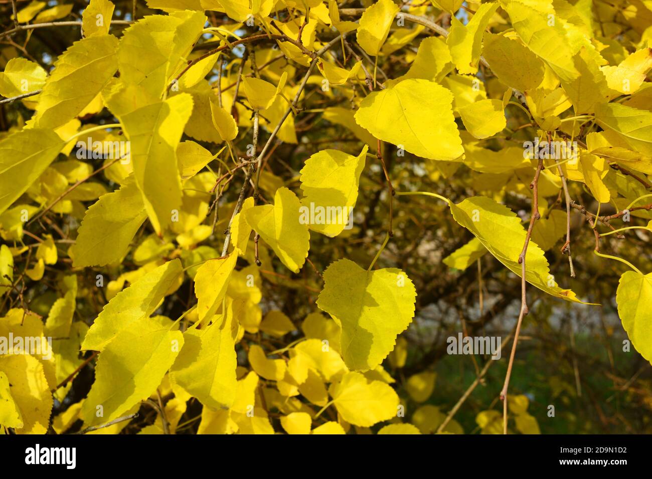 The bright, rich, colorful yellow golden leaves of the mulberry still ...