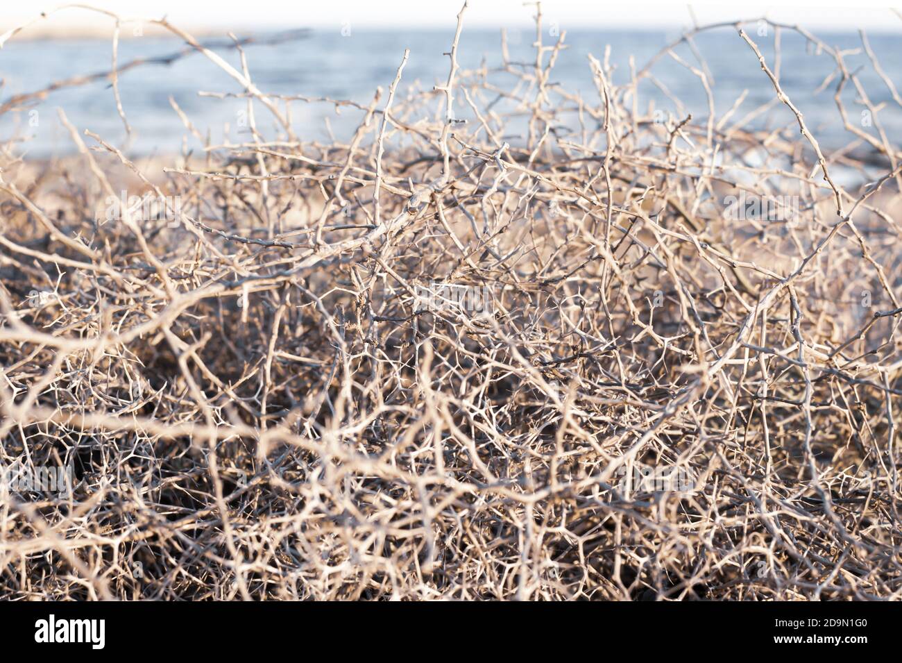 Tangled branches hi-res stock photography and images - Alamy