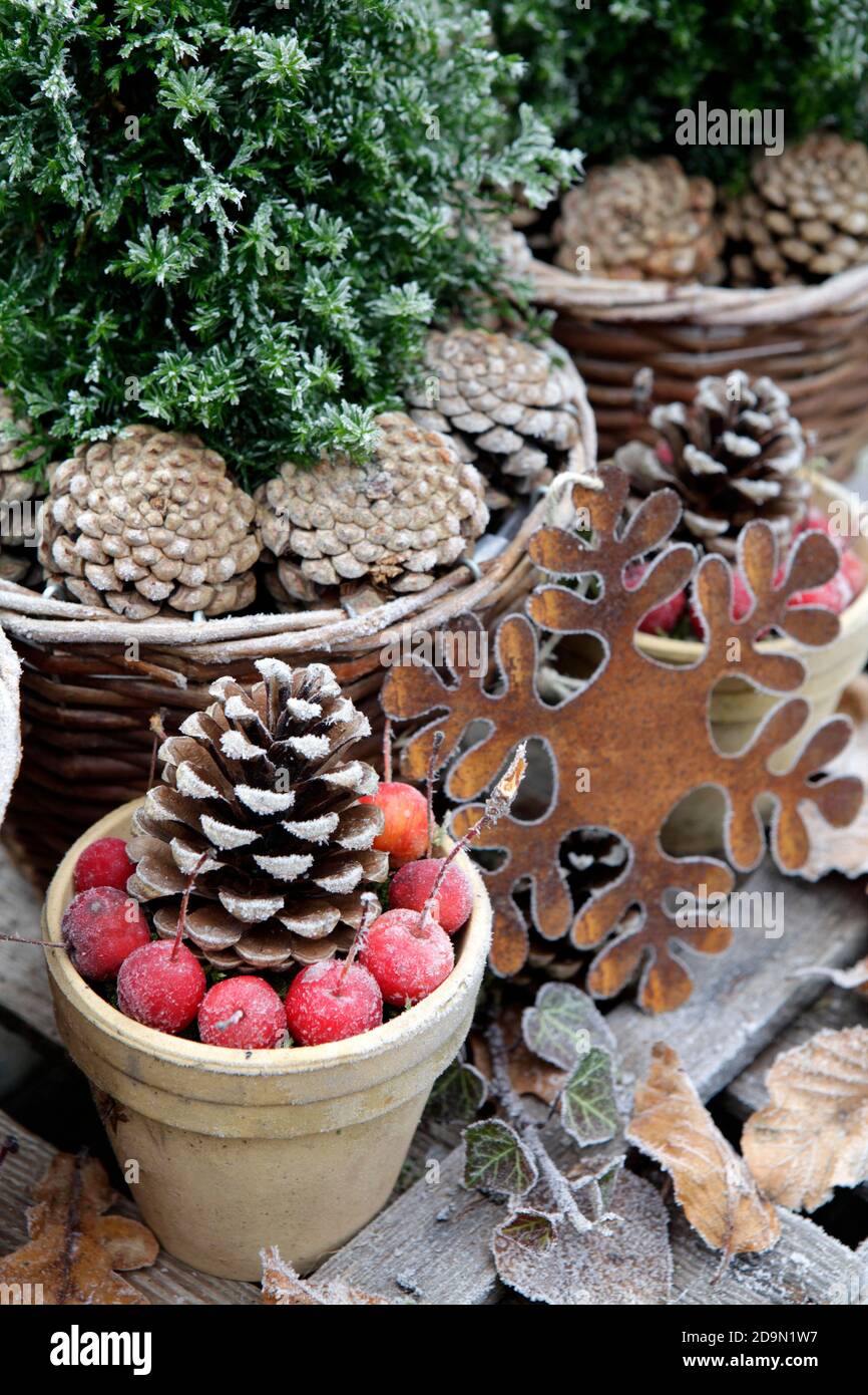 Conifer pot hi-res stock photography and images - Alamy